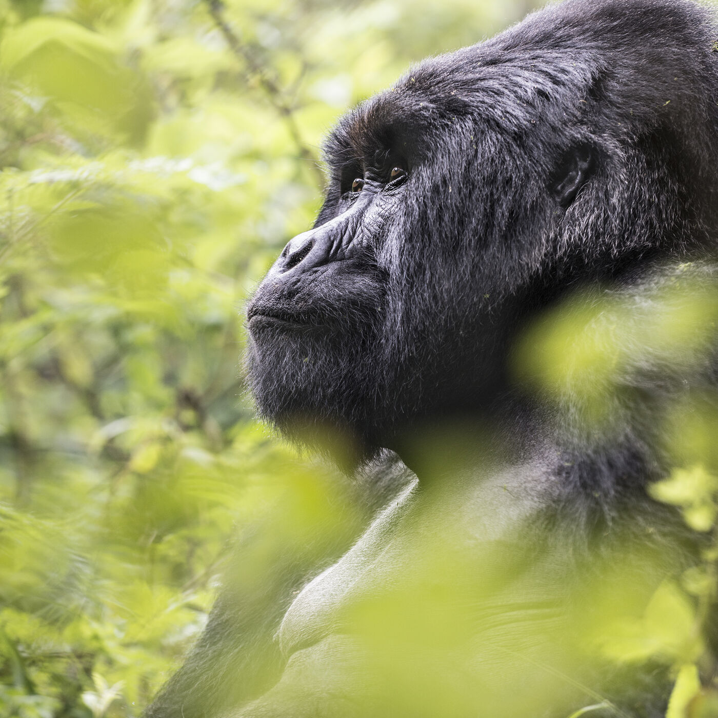 Gorilla Trekking in Rwanda with Visionary Conservationist Praveen Moman ...