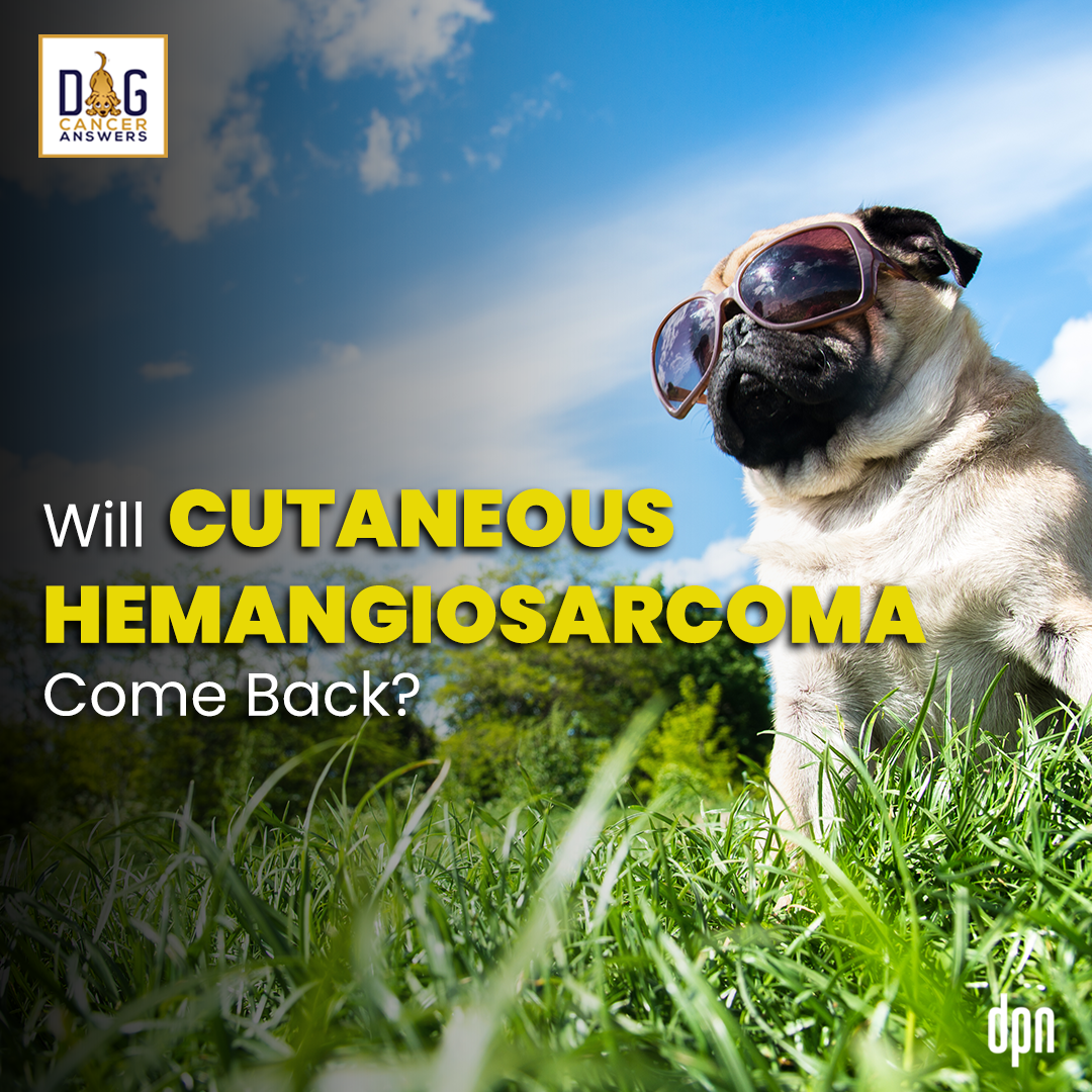 Will Cutaneous Hemangiosarcoma Come Back? | Dr. Brooke Britton #191 ...